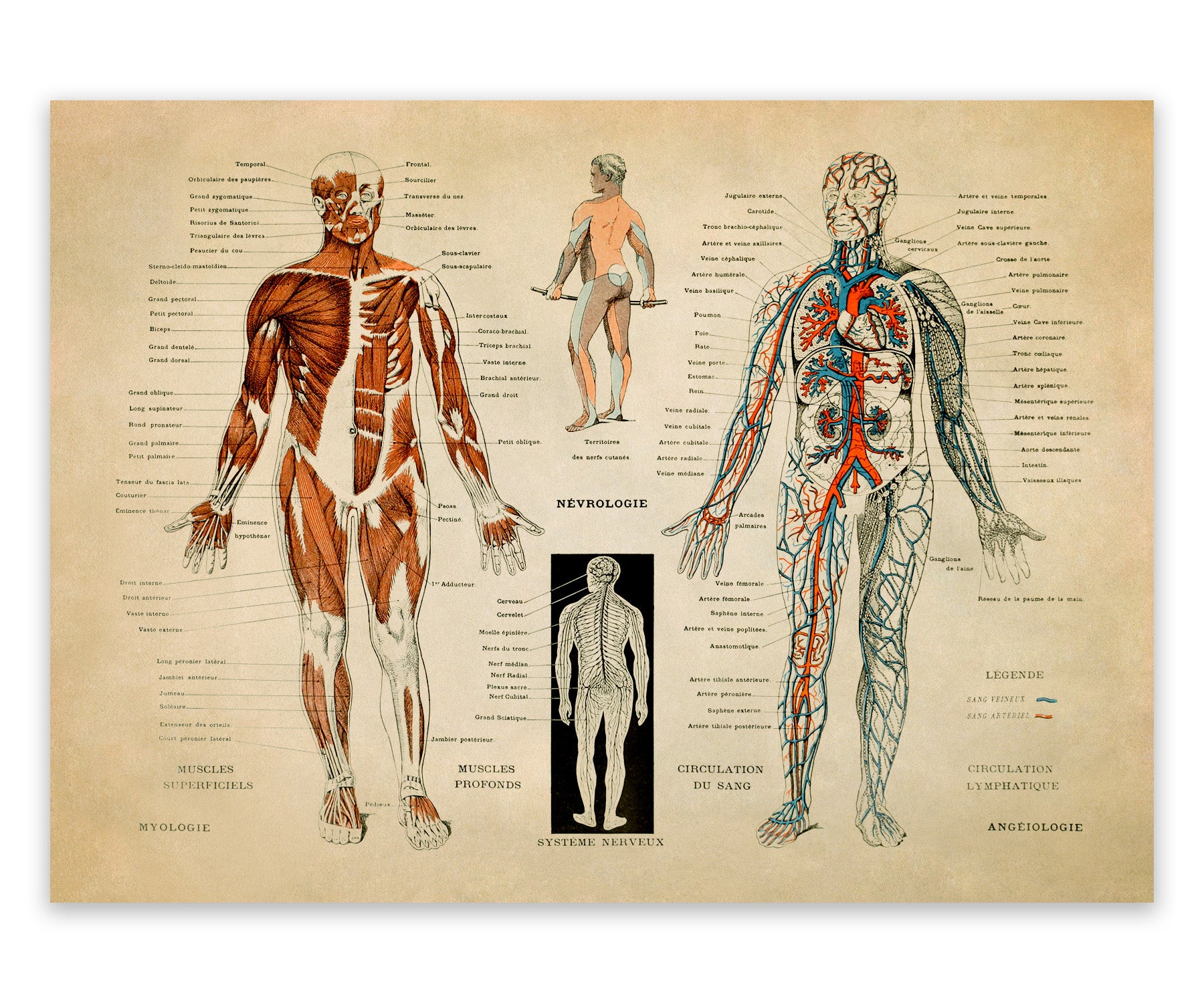 Human Anatomy Nervous System Diagram Print, AM30 – jorjordecor
