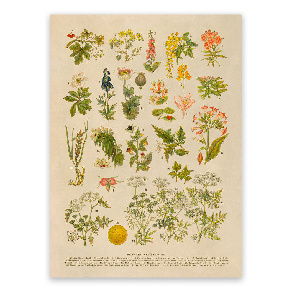Poisonous Plants Variety Chart Print, AM134 – jorjordecor